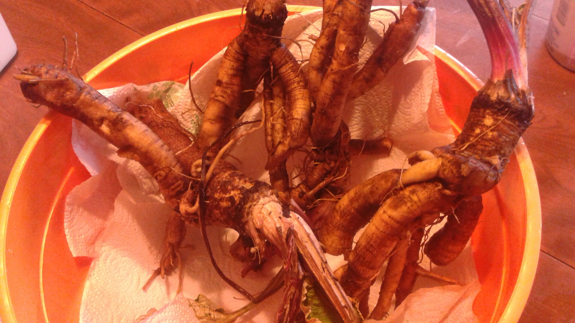 Medicinal Benefits of Gobo Burdock - Mother Earth Living